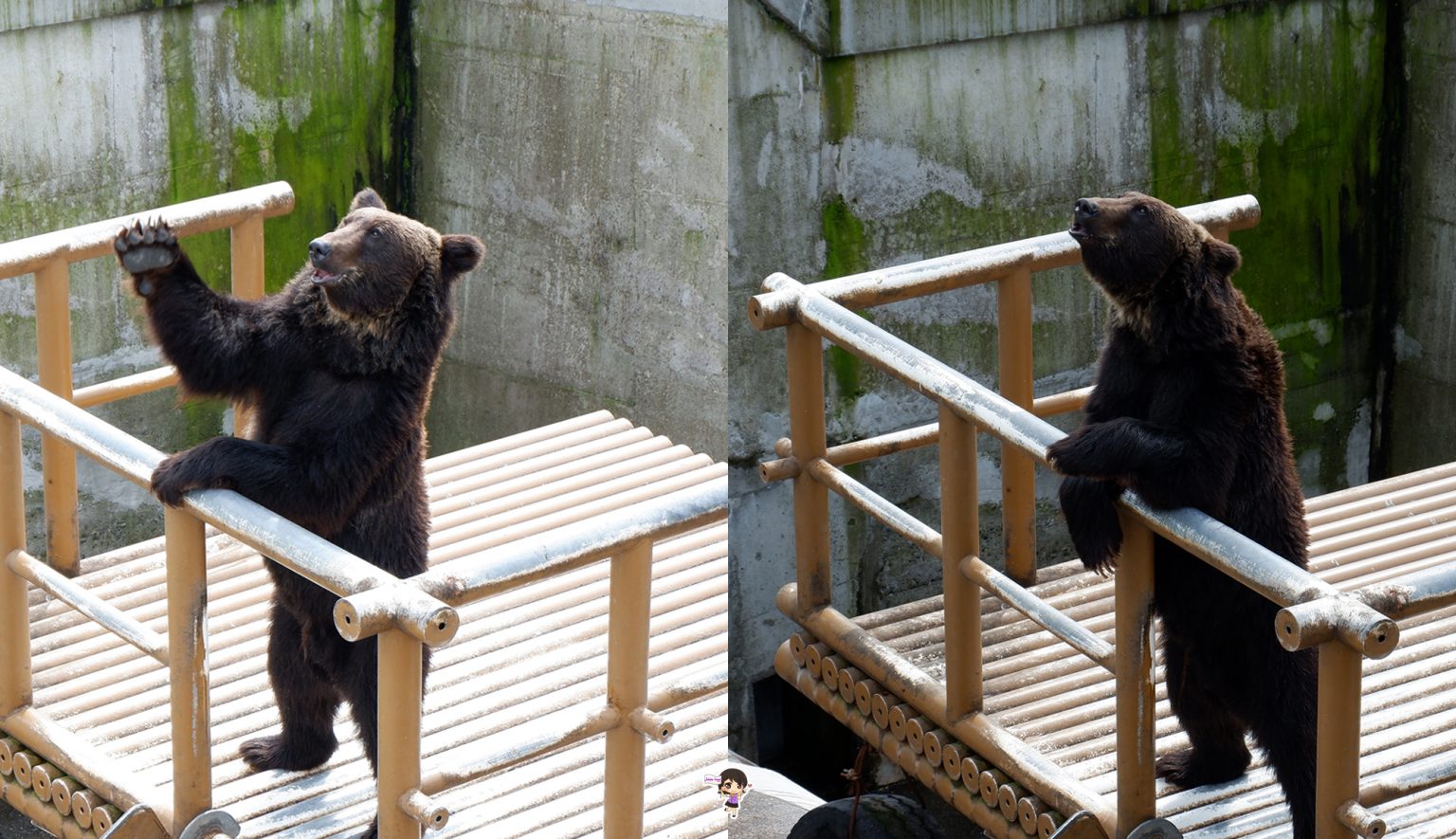 ขึ้นกระเช้า Usuzan Ropeway ดูหมีน่ารักที่ Showa Shinzan Kuma Bokujo ...