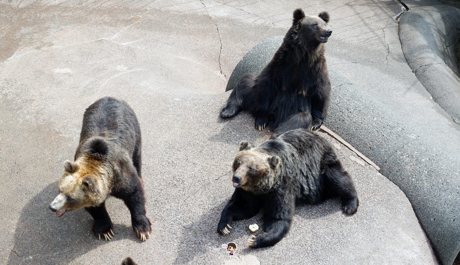 ขึ้นกระเช้า Usuzan Ropeway ดูหมีน่ารักที่ Showa Shinzan Kuma Bokujo ...