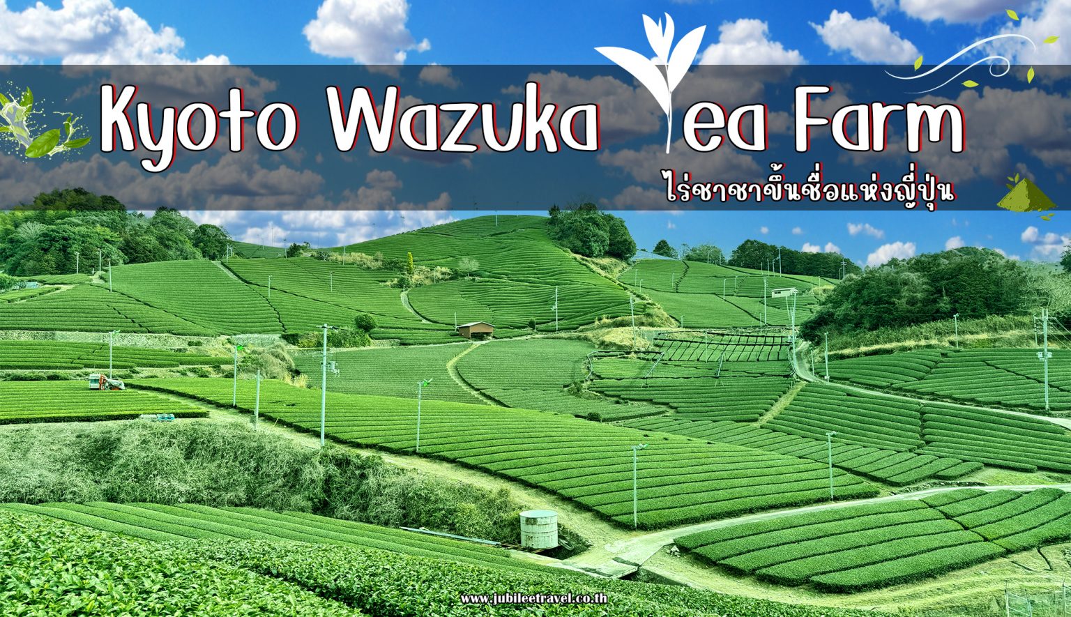 Kyoto Wazuka Tea Farm : ไร่ชาเกียวโตชาขึ้นชื่อแห่งญี่ปุ่น - Jubilee Travel