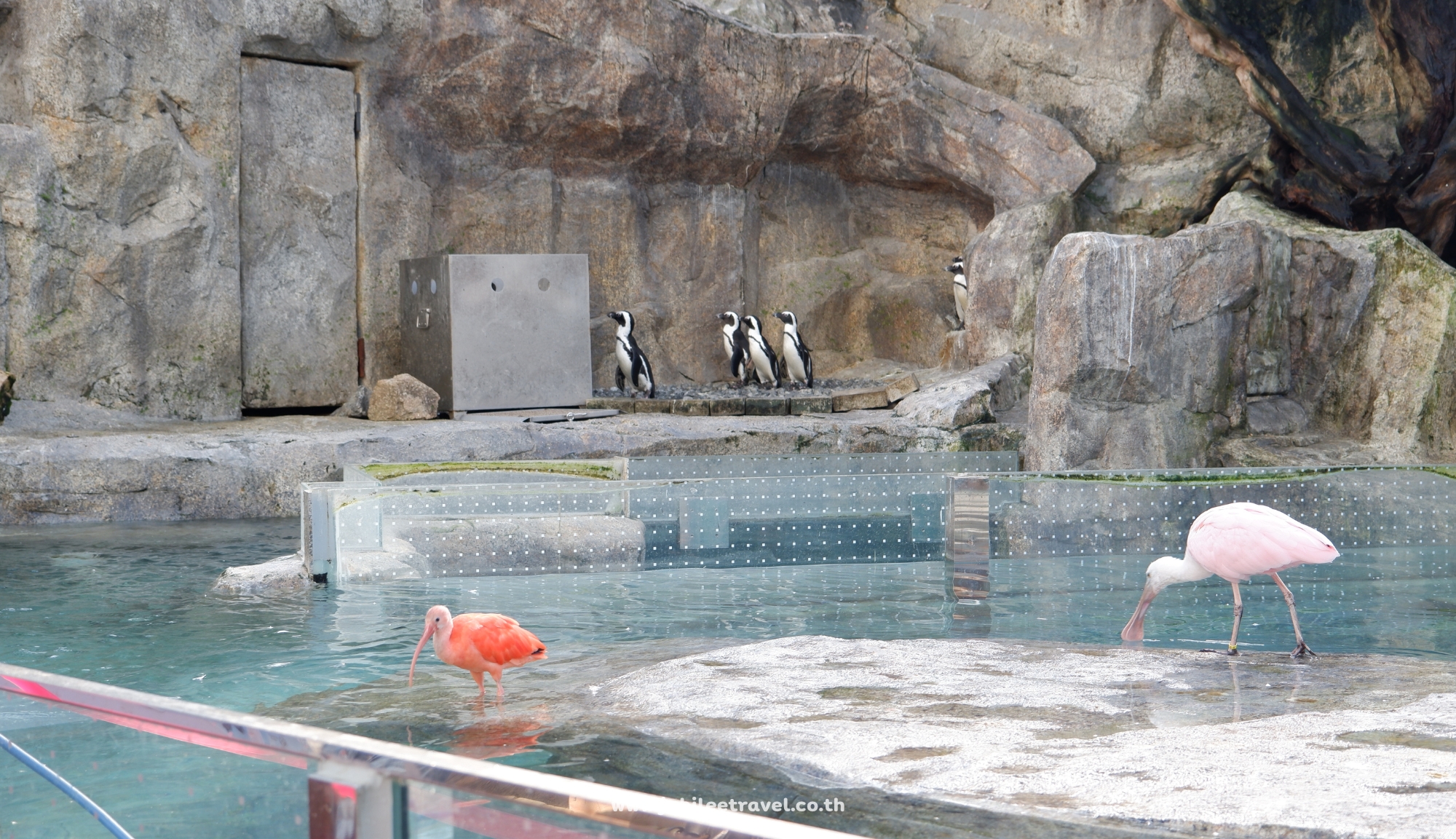 Korea : Begonia Bird Park — ที่เดียวครบ! ดอกไม้สวย นกน่ารัก ถ่ายรูปปัง ...